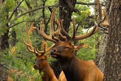 Chronic Wasting Disease not detected in Arizona’s deer, elk populations ...