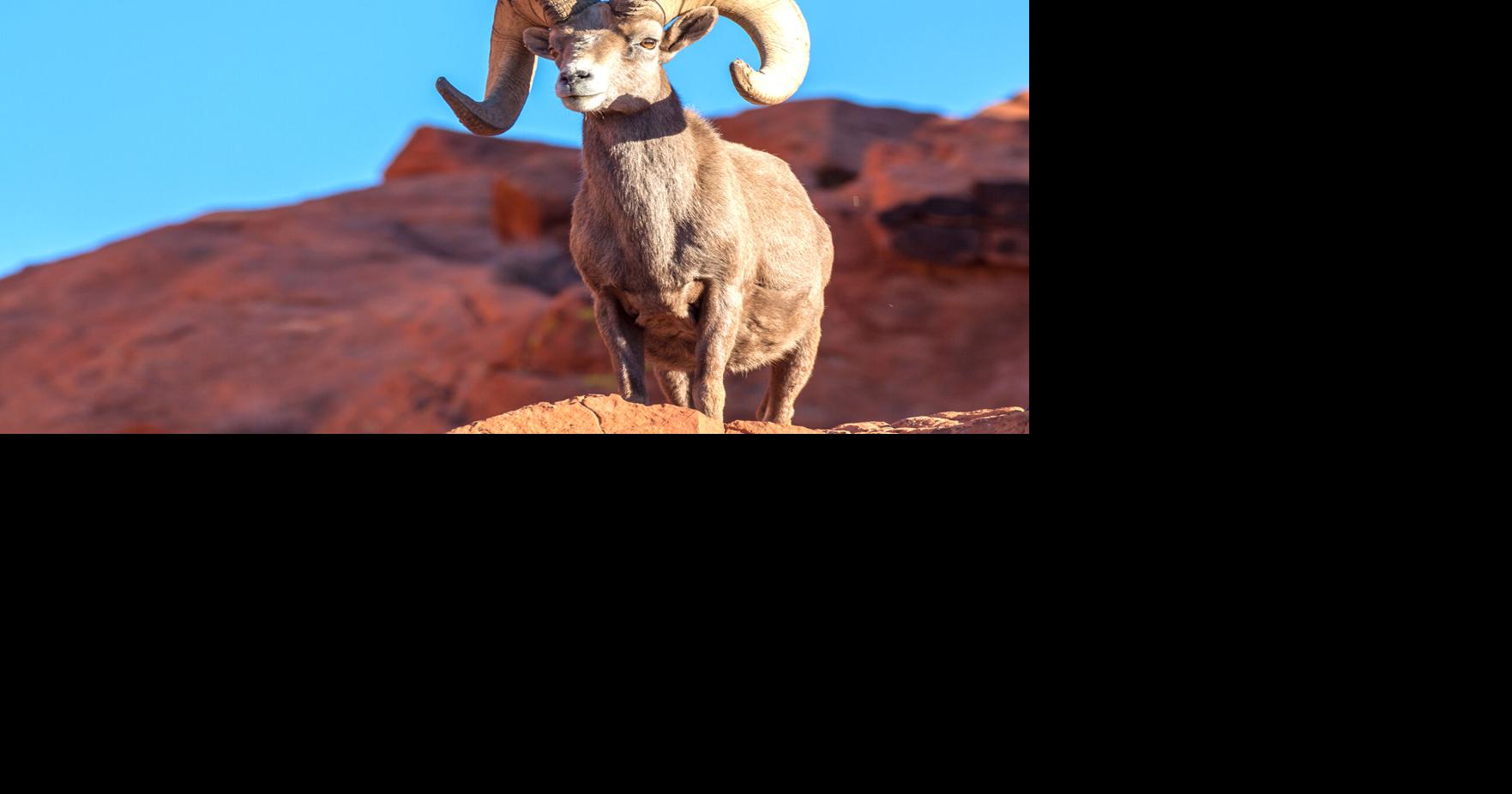 $5K reward for info on bighorn sheep ram poaching in Arizona | Regional ...