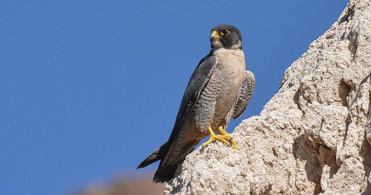 Popular climbing areas on Prescott NF to close for annual peregrine ...