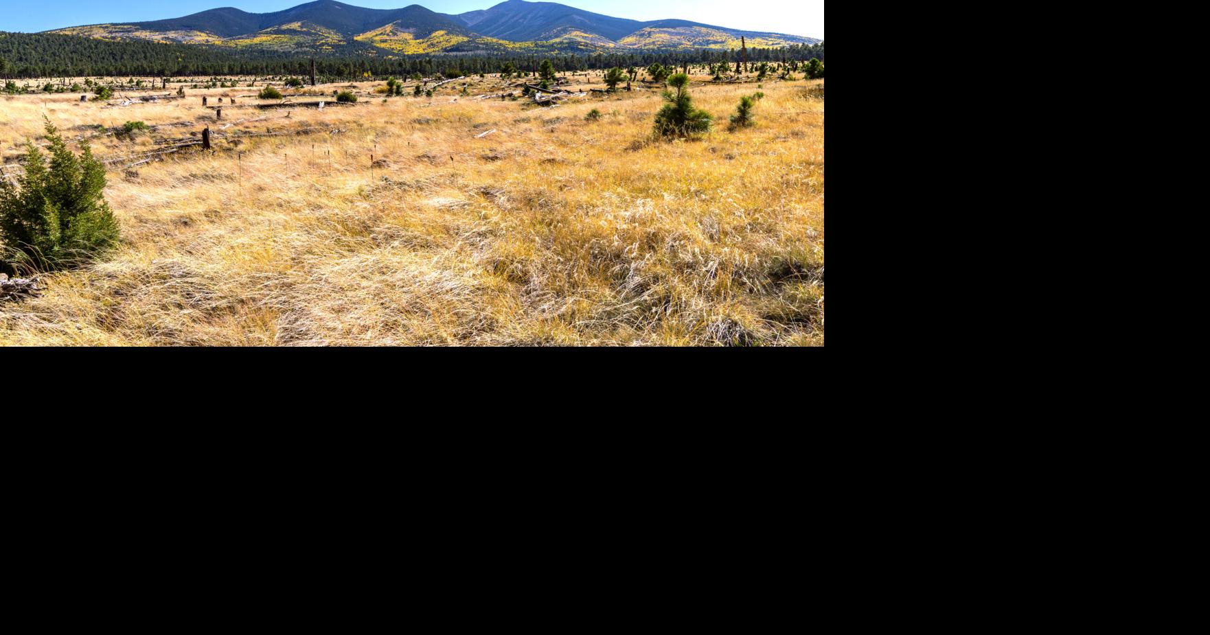Hart Prairie restoration under way | Regional | williamsnews.com