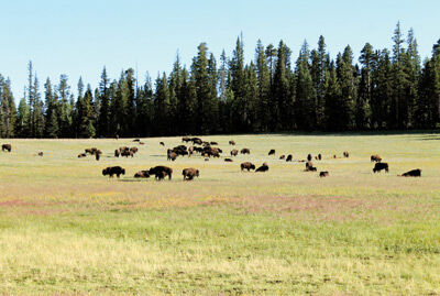 Photo highlights: Bison on Grand Canyon's North Rim | | williamsnews.com