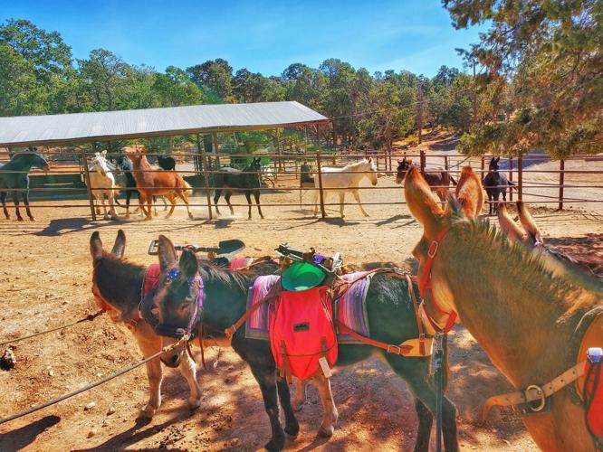 Western Pack Burro Racing Ass-ociation takes Grand Canyon rangers for a ...
