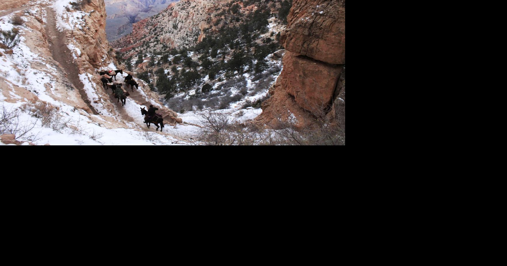 Festus the mule packs in the Phantom Ranch employee Christmas tree ...