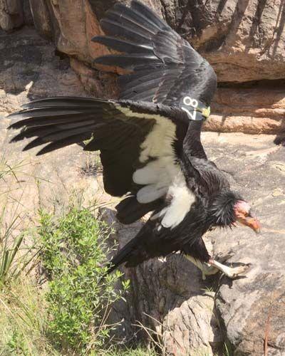 15 years later, endangered California condors celebrate 15th ...