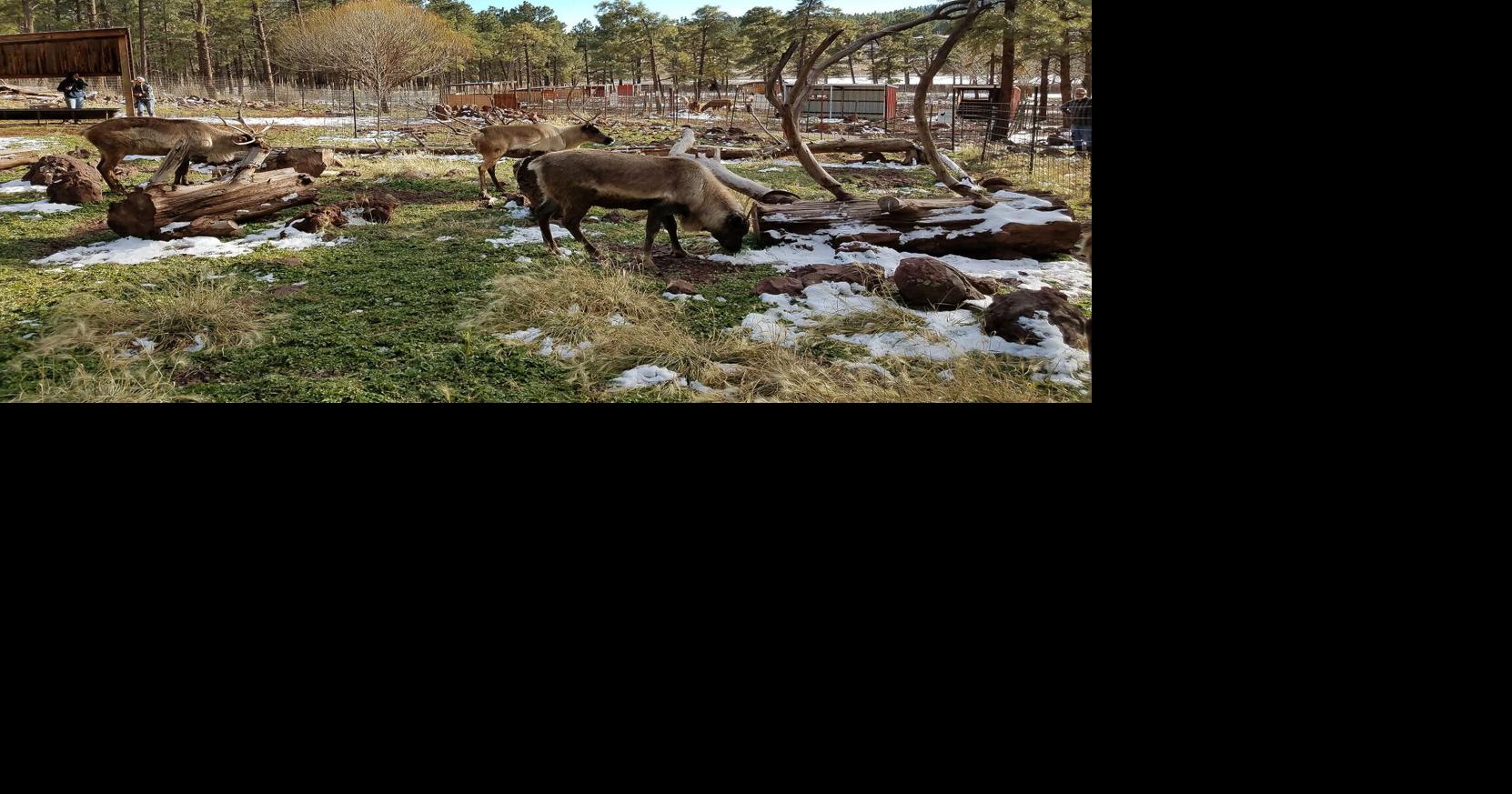 Grand Canyon Deer Farm and Petting Zoo creates holiday magic with ...