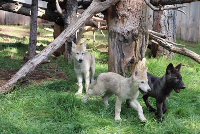 Bearizona welcomes new arctic wolves | Williams Local News ...