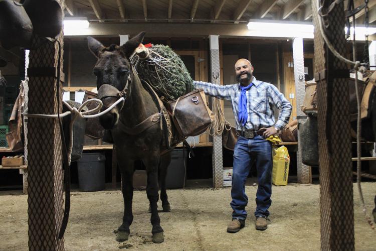 Festus the mule packs in the Phantom Ranch employee Christmas tree ...