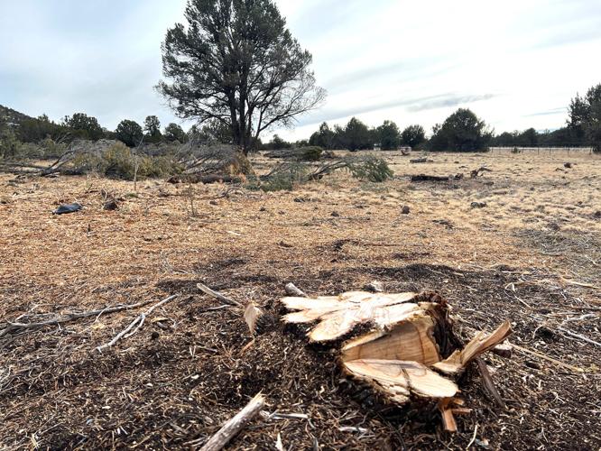 Red Lake residents' persistence pays off with MOU with state forestry ...