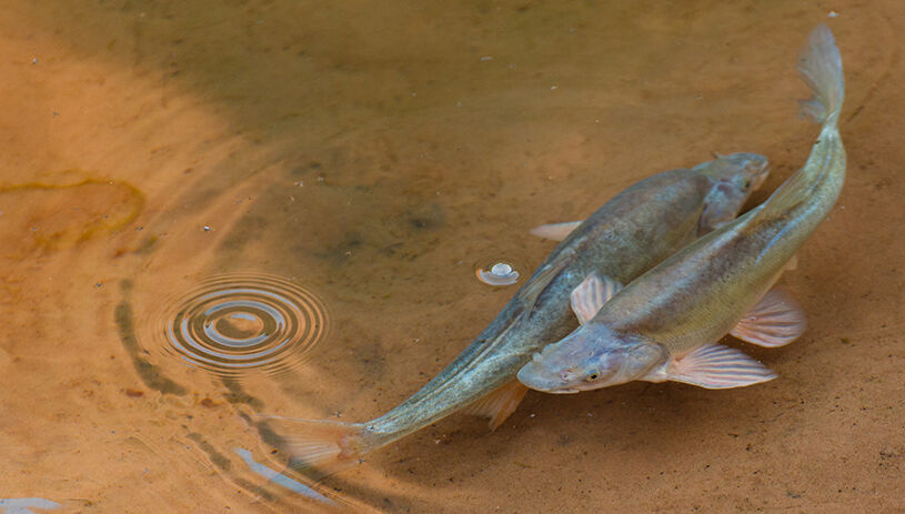 Creature Feature: Native Fish of the Upper Colorado River Basin ...