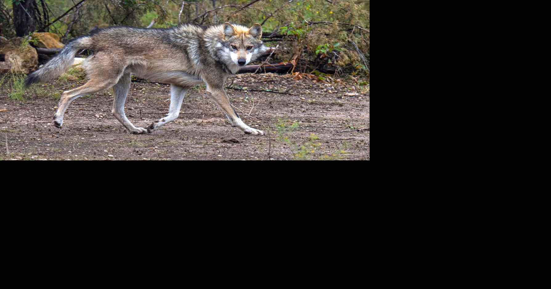 AZGFD: Mexican wolf numbers soar past 200 in latest count | Environment ...
