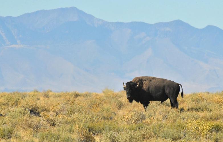 Thinning the herd: A new home for North Rim bison | Grand Canyon Local ...