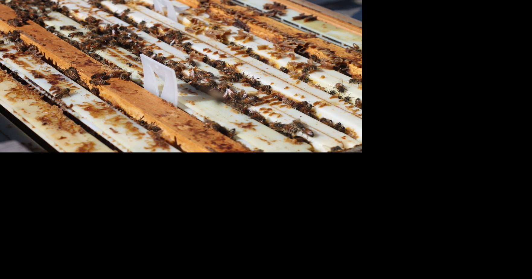 Rob Krombeen mini market of home grown goods | | williamsnews.com