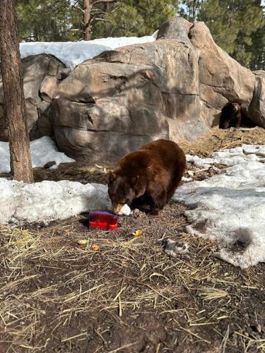 Beary good treats | Features | williamsnews.com