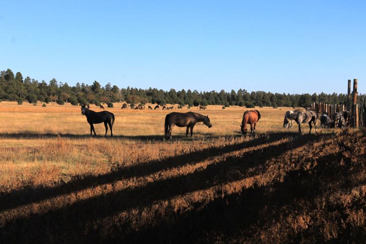 Teddy Roosevelt’s great grand-daughter helps NAU acquire historic Hat ...