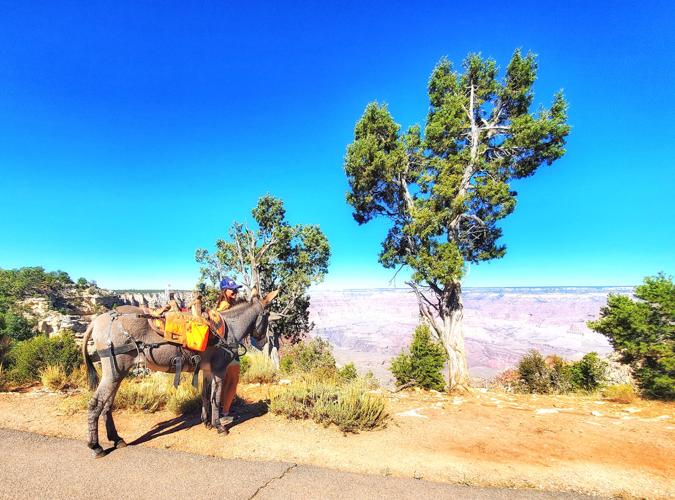 Western Pack Burro Racing Ass-ociation takes Grand Canyon rangers for a ...