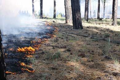 Beale Fire grows to more than 1,300 acres | News | williamsnews.com