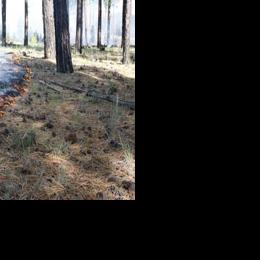 Beale Fire grows to more than 1,300 acres | News | williamsnews.com