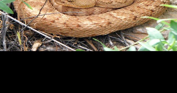 Grand Canyon pink rattlesnake at home in sand during summer heat ...