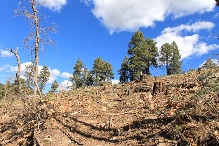 Aerial logging on Bill Williams Mountain | Photo Galleries ...