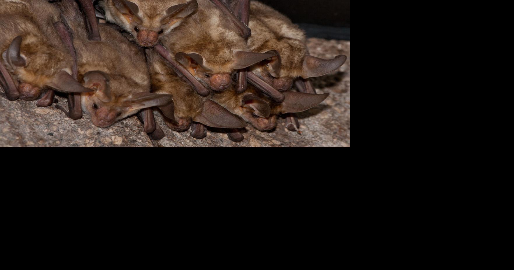 Despite rabies announcement, bats remain important for Grand Canyon ...
