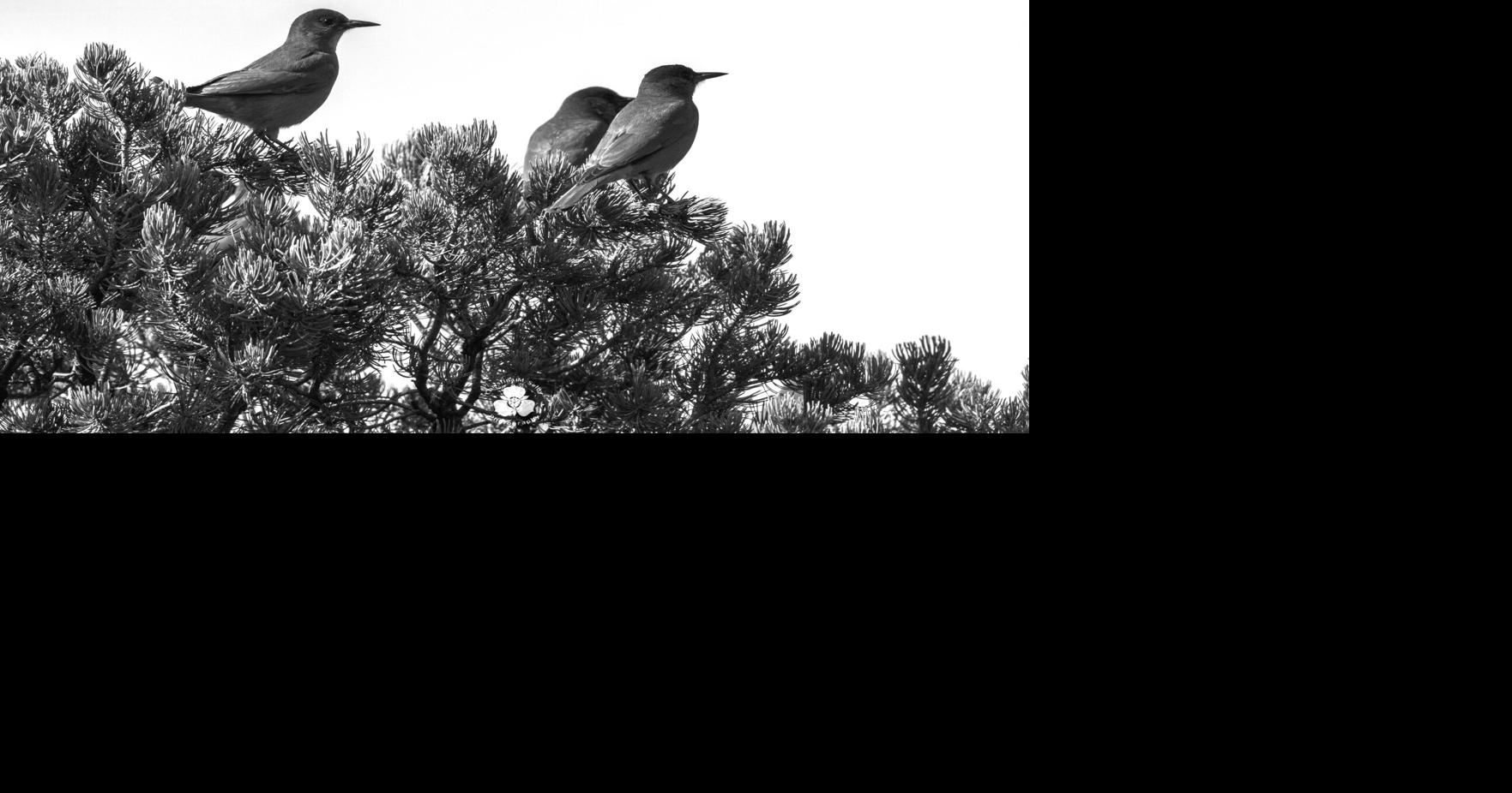 US wildlife managers agree to review the plight of pinyon jay linked to ...