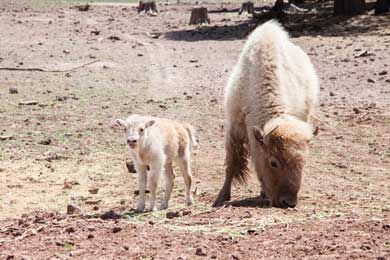 White bison calf born at Bearizona Wildlife Park in Williams | Features ...