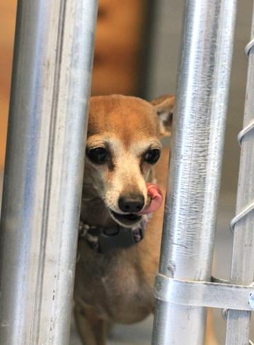 Going to the dogs: Williams Animal Control unveils new holding facility ...