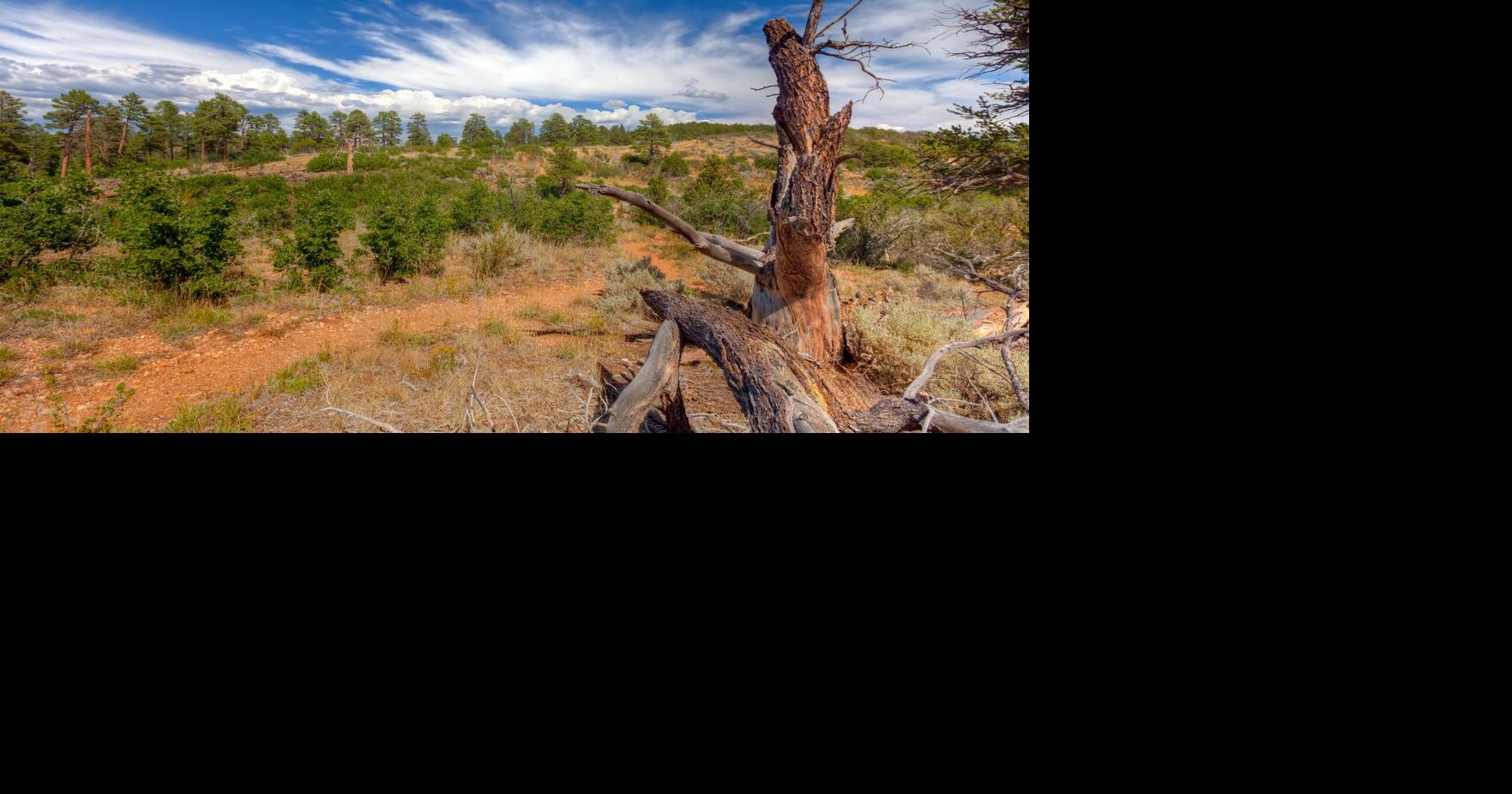 USFS report highlights threats to forest, rangeland health over the ...