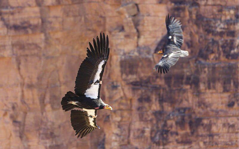 Groups say no condor release at Vermilion Cliffs this year | Grand ...