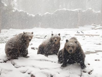 Photo Gallery: Animals are thrilled with Williams' first snow ...