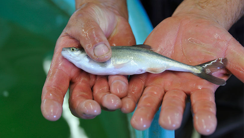 Creature Feature: Native Fish of the Upper Colorado River Basin ...