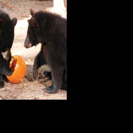 Alpine Harvest Festival returns to Williams for second year | News ...