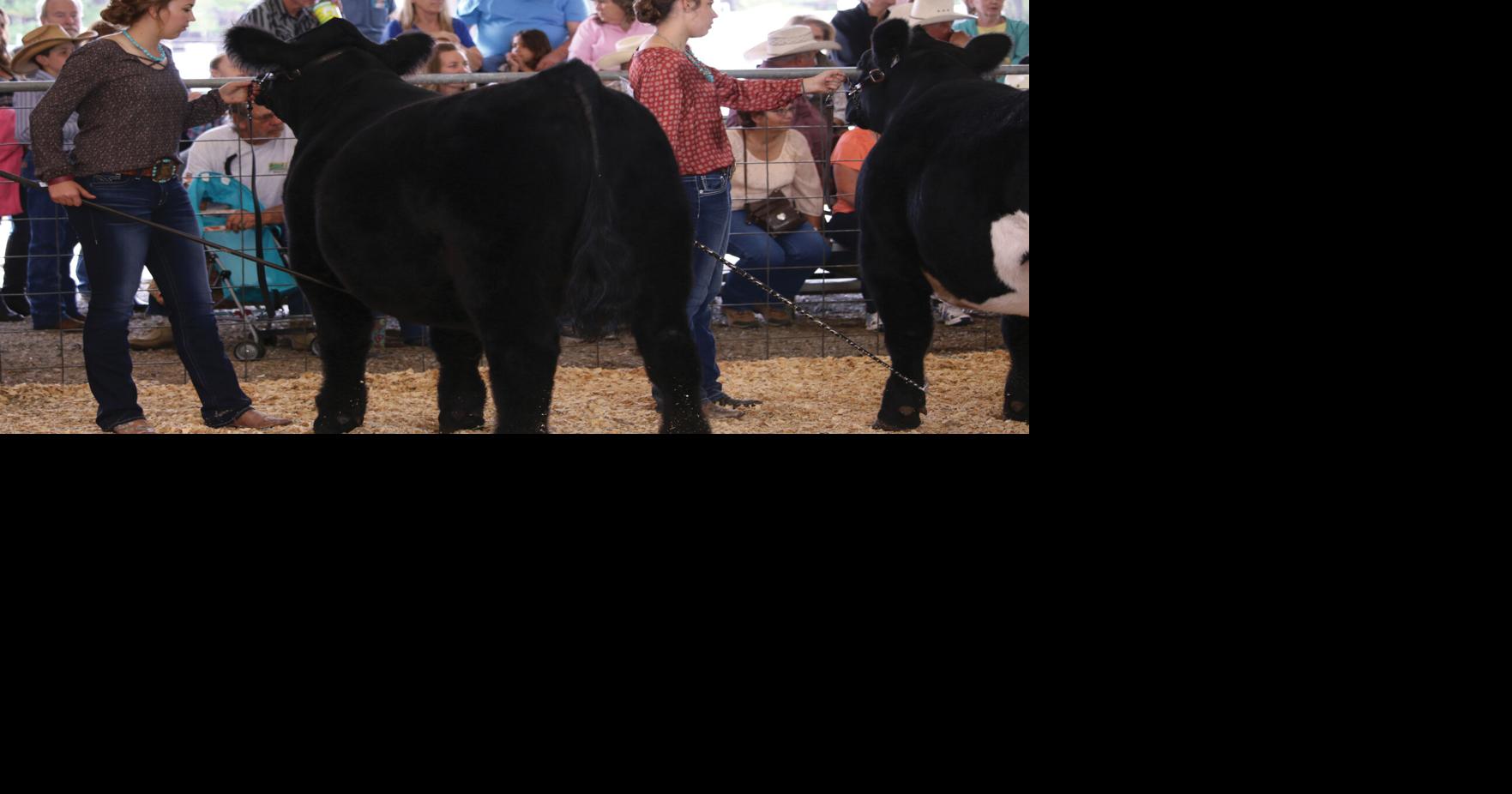 Coconino County Fair 2016 | Photo Galleries | williamsnews.com