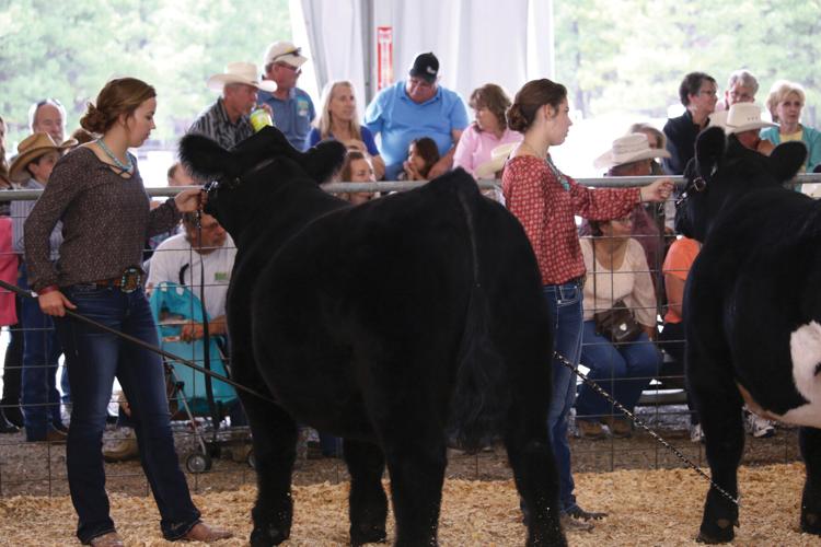 Coconino County Fair 2016 | Photo Galleries | williamsnews.com