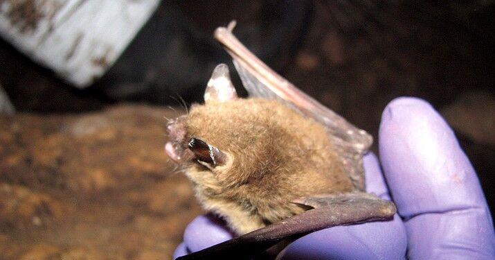USGS partners with USFWS for bat monitoring | Grand Canyon Local News ...