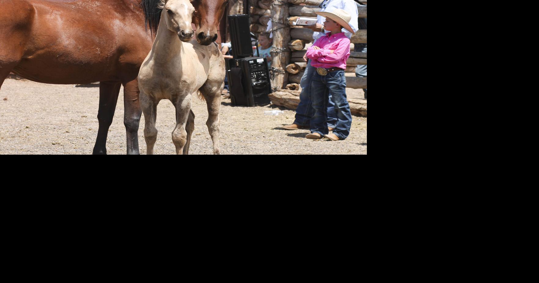 Babbitt Ranches hold annual colt sale west of Flagstaff | Features ...