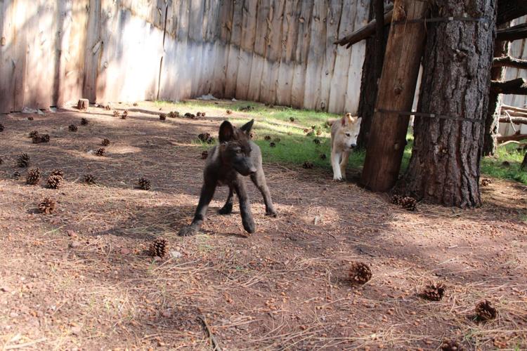 Bearizona welcomes new arctic wolves | Williams Local News ...