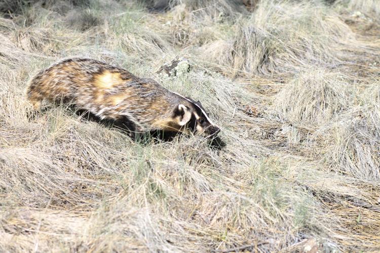 Arizona Game And Fish Release Badger | Photo Galleries | williamsnews.com