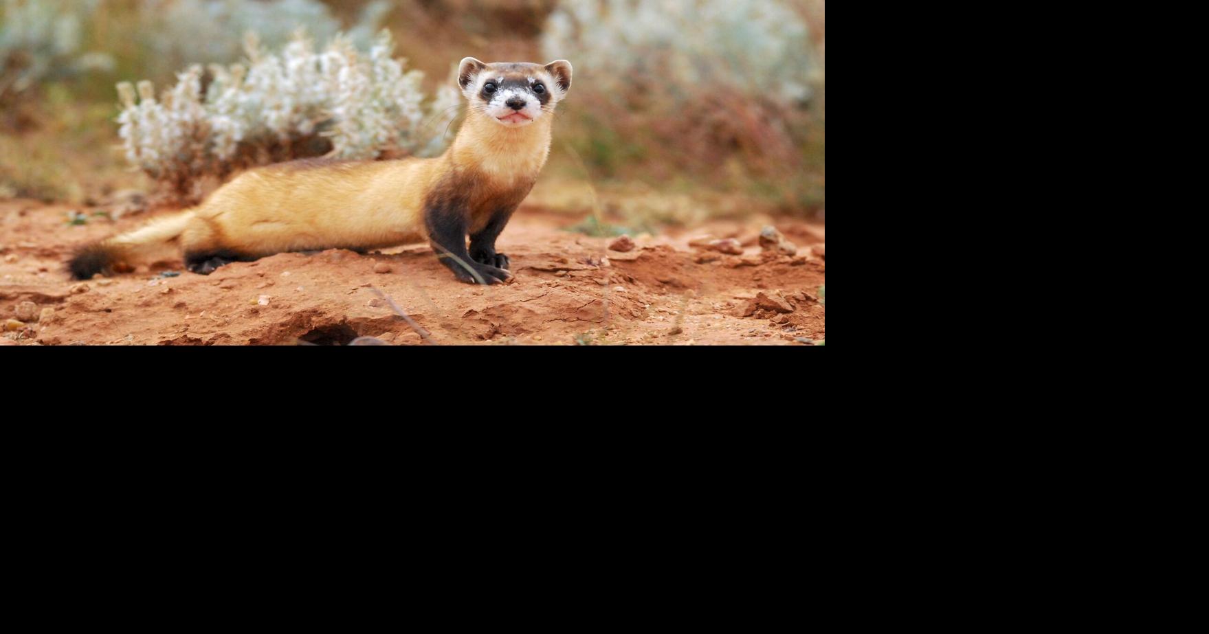 AZGFD biologists successfully reintroduce endangered black-footed ...