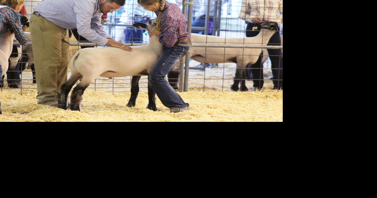 A day at the fair: Coconino County Fair highlights | Features ...