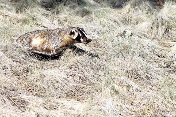 Arizona Game And Fish Release Badger | Photo Galleries | williamsnews.com
