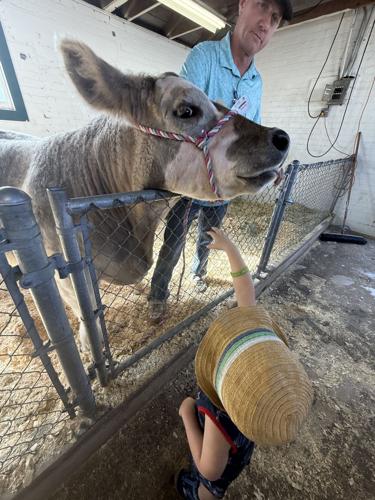 Photo Gallery: Coconino County Fair Festivities | News | williamsnews.com