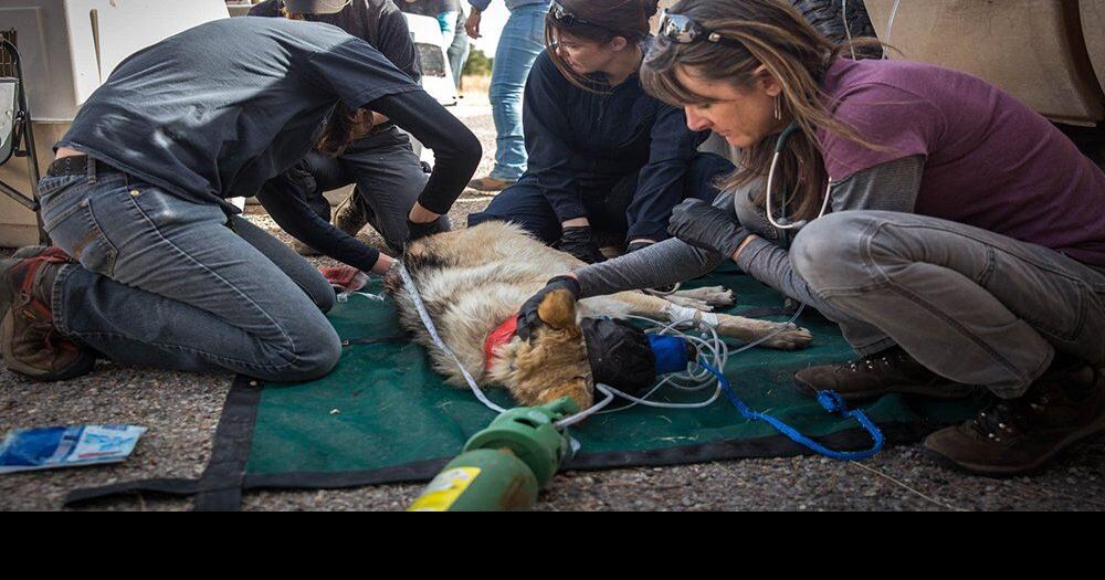 Adrenaline-fueled count shows scant growth in Mexican wolf population ...