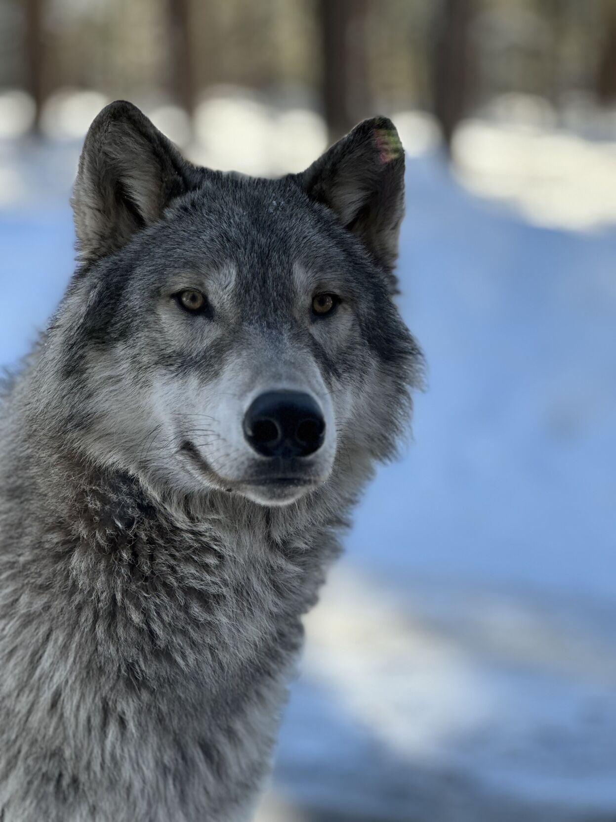 Bearizona 's wolf puppies face their first winter | Features ...