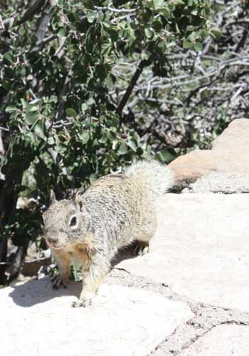 Canyon critters | Features | williamsnews.com
