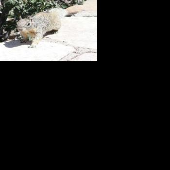 Canyon critters | Features | williamsnews.com