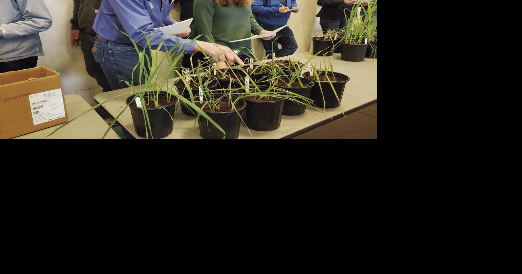 Research is finding fixes for soil acidification in the MonDak | Farm ...