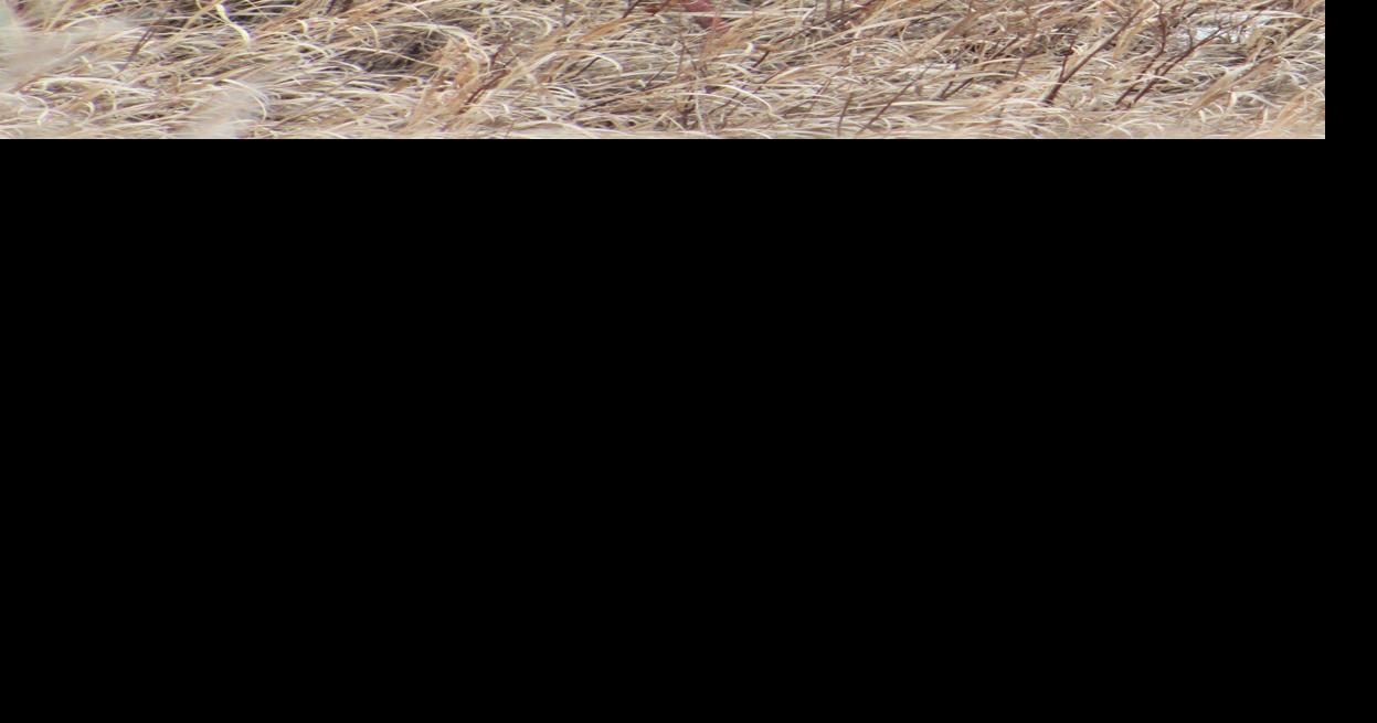 Turkey Drawing Held, Licenses Remain | Hunting and Outdoors ...