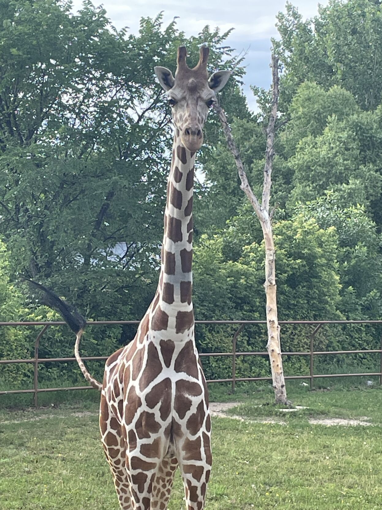 Roosevelt Park Zoo welcomes male giraffe | Local News | willistonherald.com
