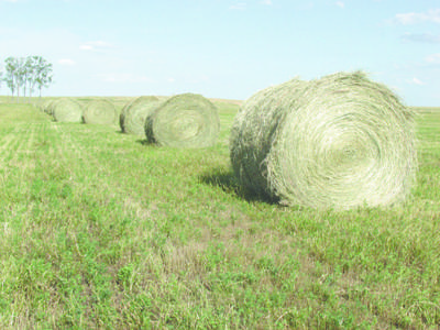 Heat causes loss in hay production | Local News | willistonherald.com